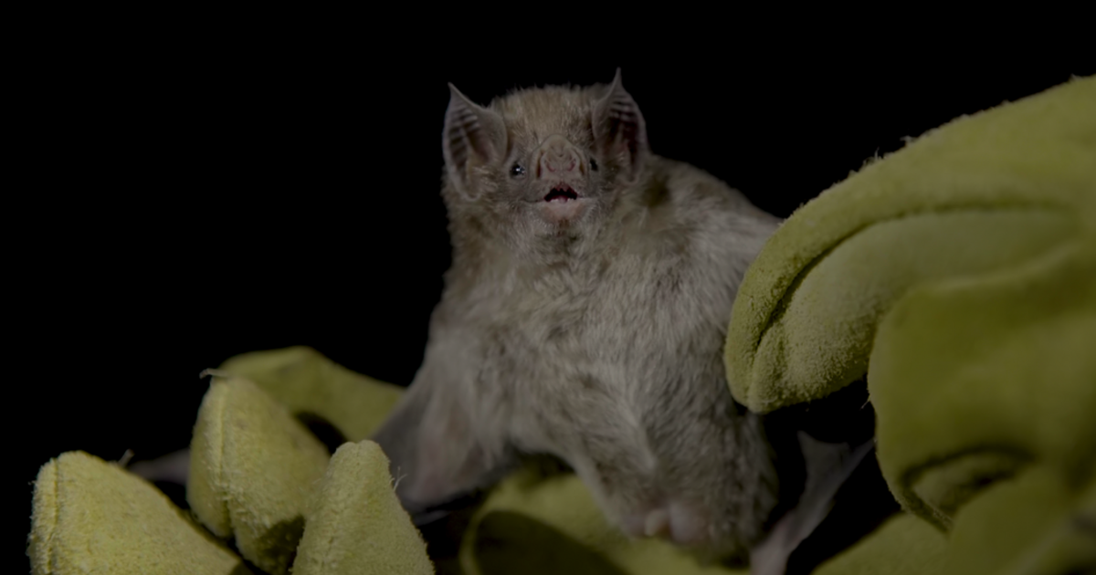 Vampire Bats: Decoding Genomes and Adaptive History | AMNH