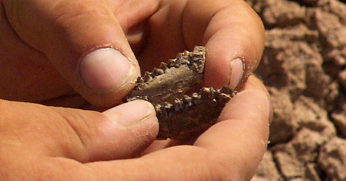 The Paleocene-Eocene Thermal Maximum: Rapid Warming | AMNH