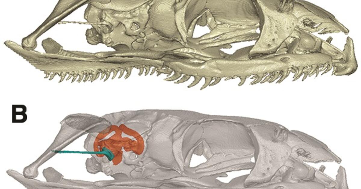 How Did Snakes Lose Their Legs? Fossil Offers Clues | AMNH