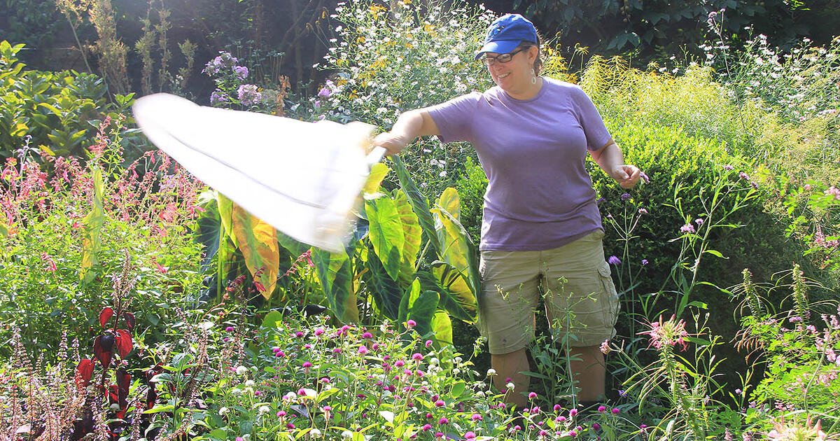 Sarah Kornbluth: Field Associate, Invertebrate Zoology | AMNH