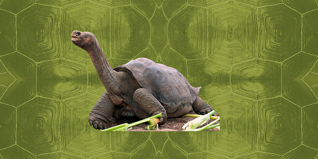 Preserving Lonesome George: Legacy of a Galápagos Icon | AMNH
