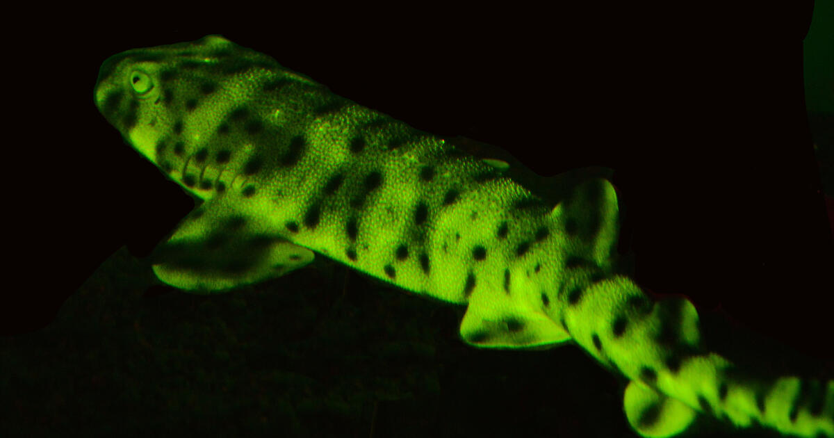 Glowing Shark Patterns in Deep Water | AMNH