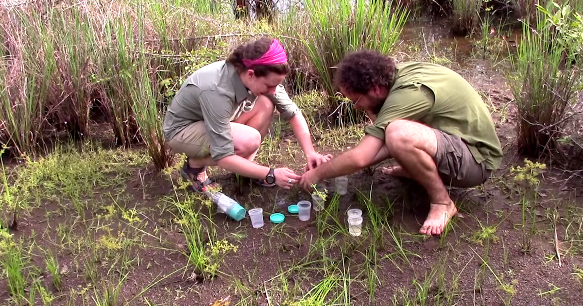 Tracking Cambodian Mammals via Leech Meals | AMNH