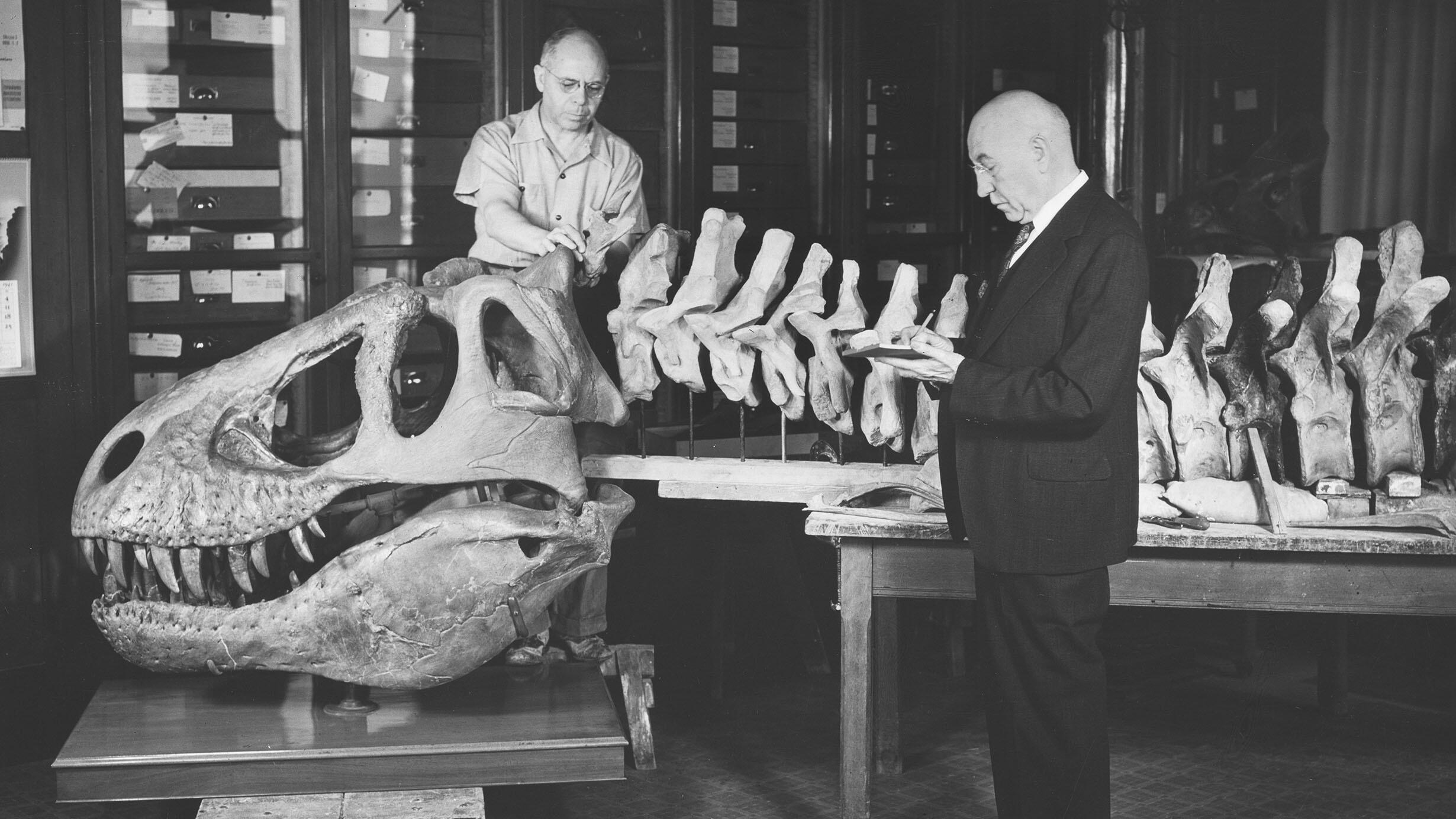Fossil Data and Data Management | American Museum of Natural History