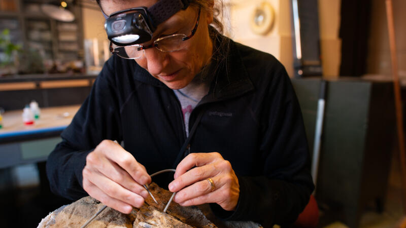 Conserving Fossils - Fossil Preparation | AMNH