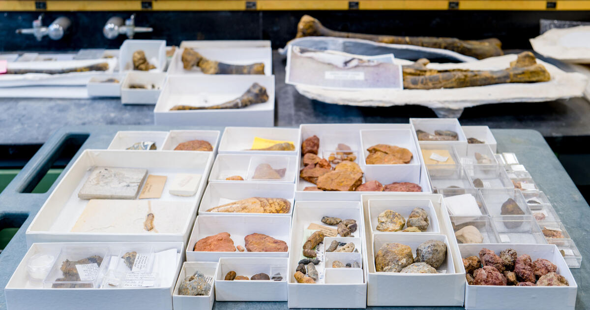 Housing Fossils - Fossil Preparation | AMNH