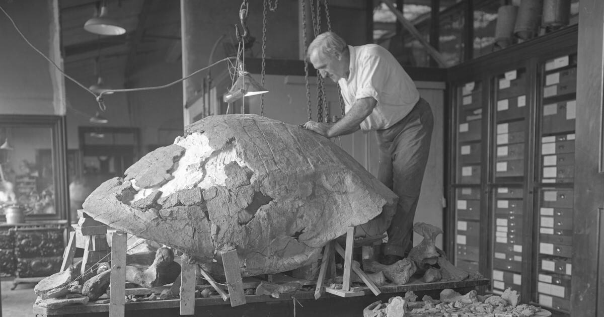 Fossil Preparation Laboratories | AMNH