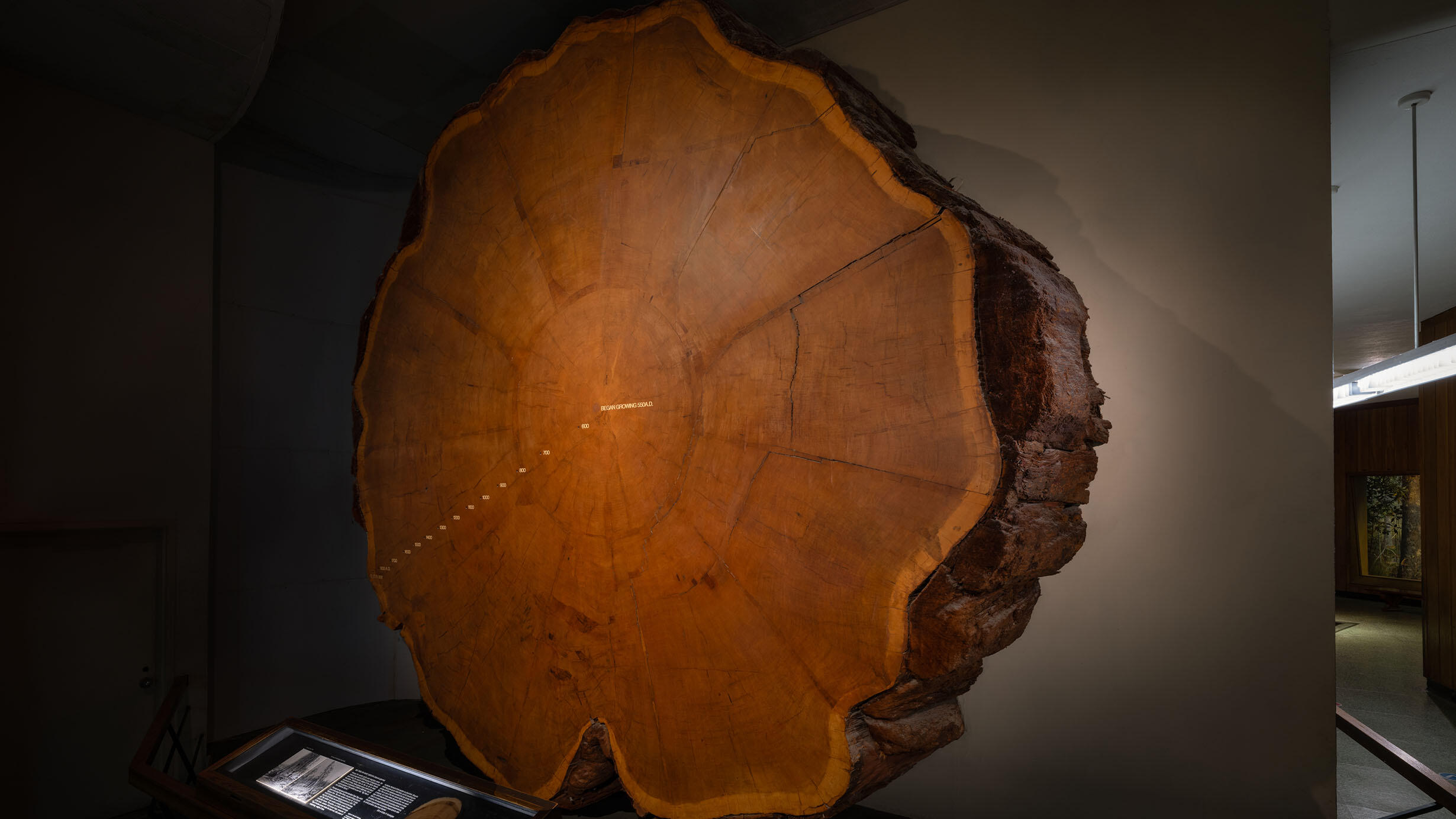 Giant Sequoia Tree | American Museum of Natural History
