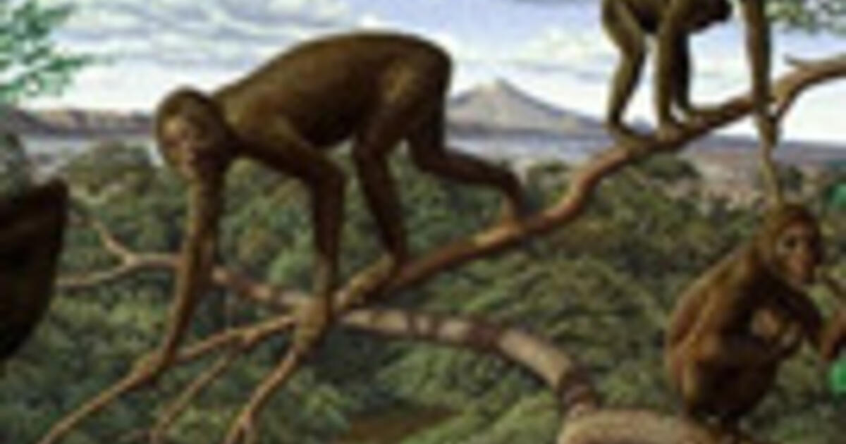 Human Evolution: Understanding our Fossil Record | AMNH