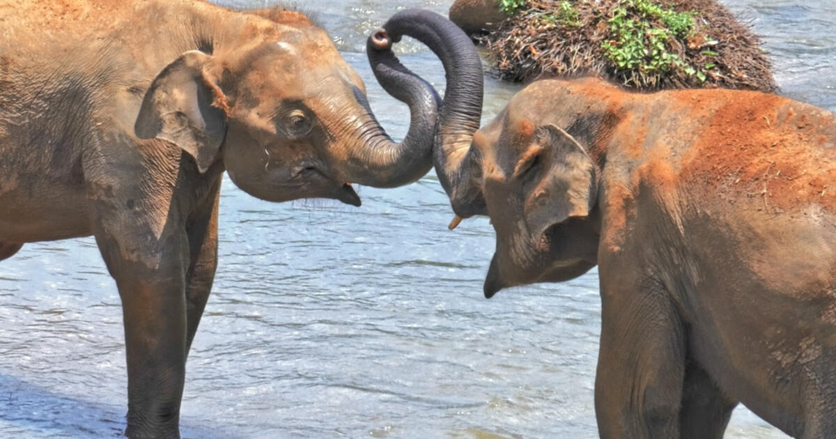 Video: Six Things You Didn’t Know About Elephants | AMNH