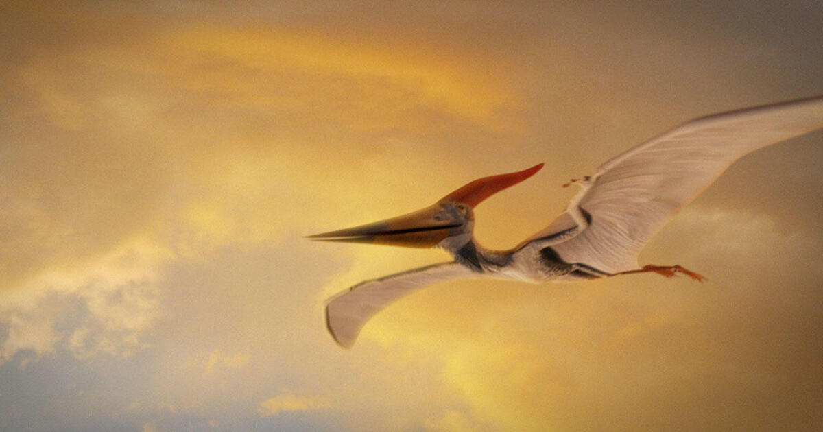 How Were Pterosaurs Adapted for Flight? | AMNH