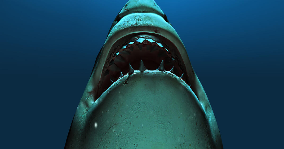 Video: SHARKS–Opens December | American Museum of Natural History