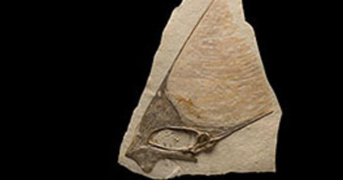 Why Are Pterosaur Fossils So Rare? | AMNH