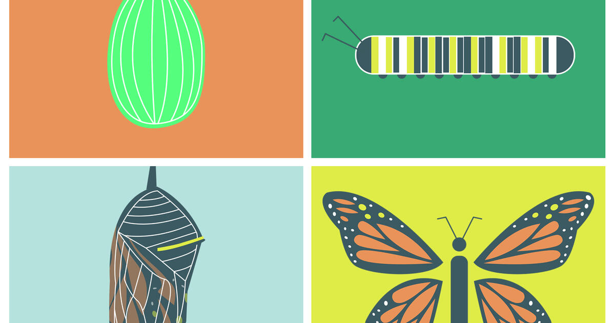 The Butterfly Life Cycle | AMNH