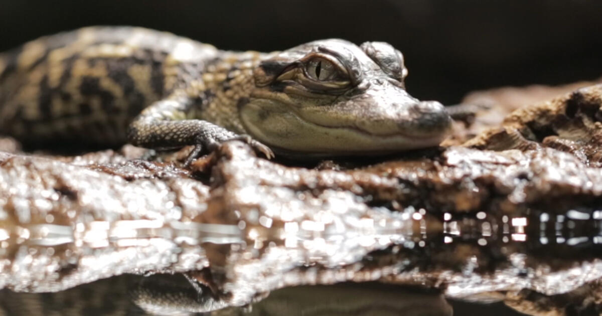 Video: Four Things You Didn't Know About Crocs | AMNH