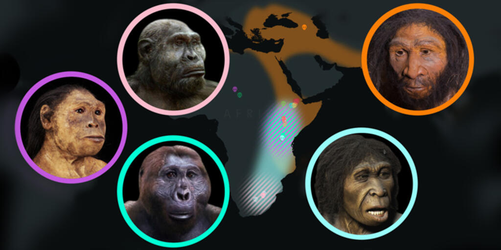 Evolution Pictures Of Man