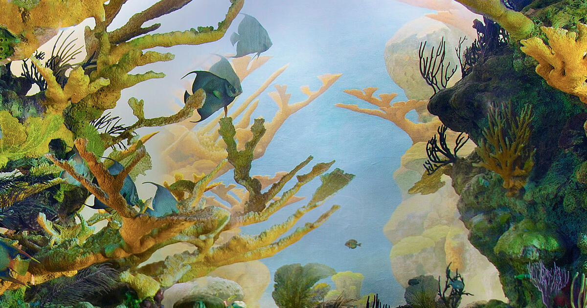 Andros Coral Reef Diorama Video | AMNH