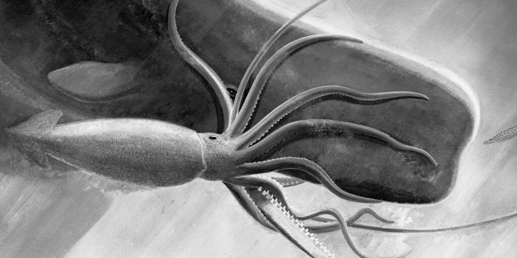 do squids attack humans