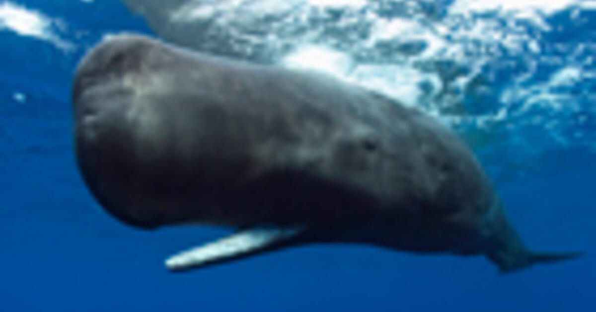 Science Topics: Whales | American Museum of Natural History