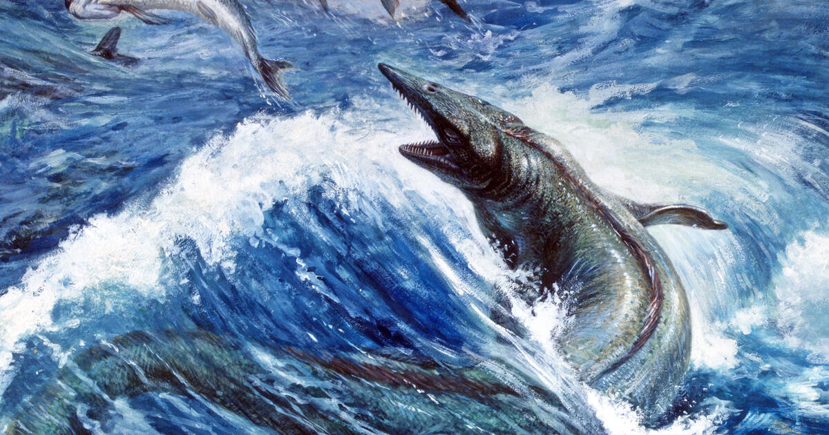 Video: Mosasaurus, Lizard King of the Ancient Ocean | AMNH