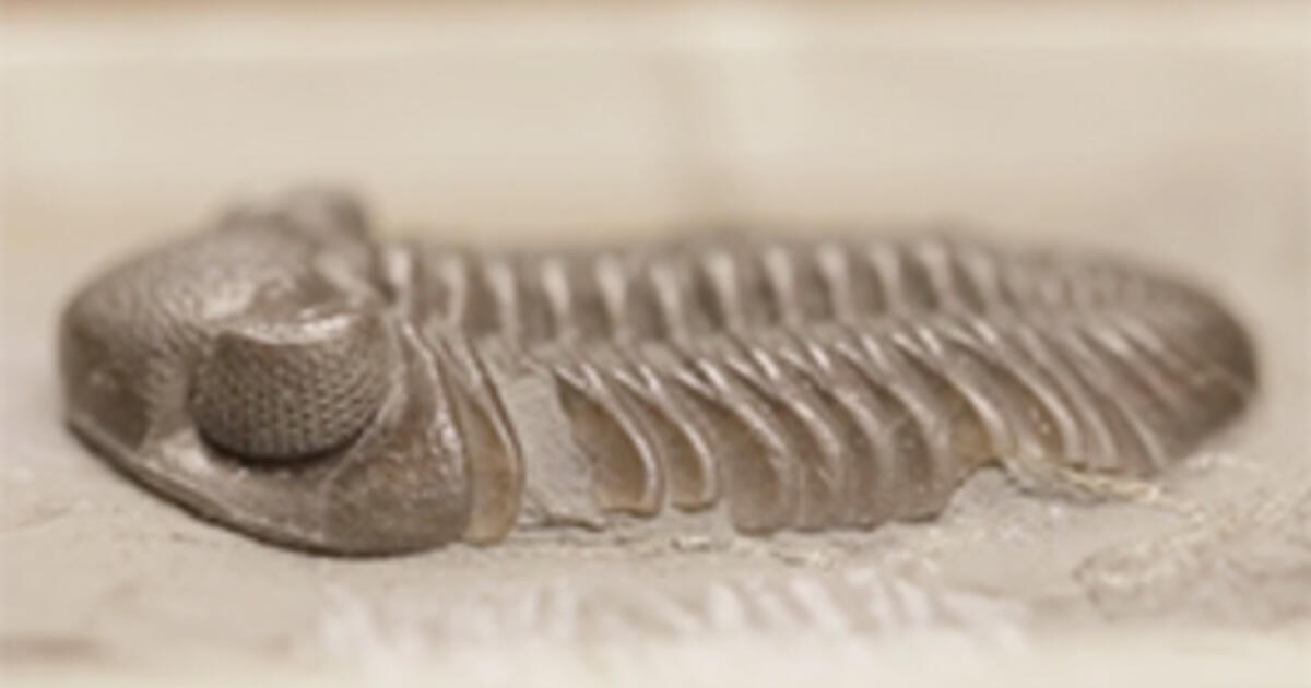 How Niles Eldredge's study of trilobite eyes led to the theory of ...