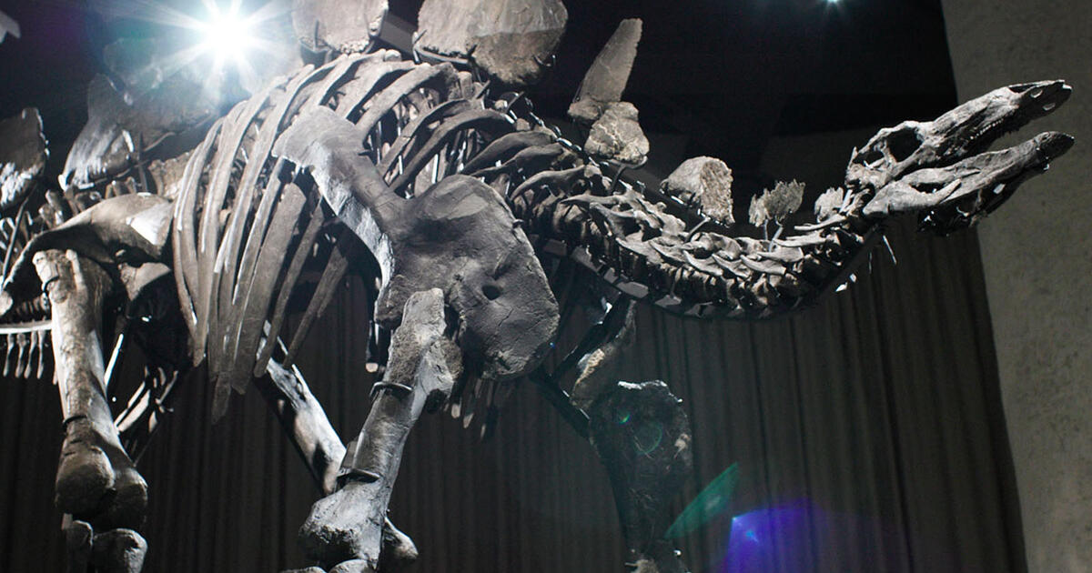 11 Questions About Stegosaurus | AMNH