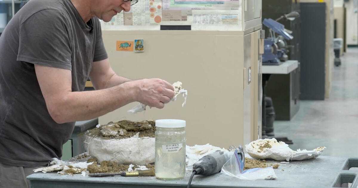 Behind the Scenes in a Dinosaur Fossil Laboratory | AMNH