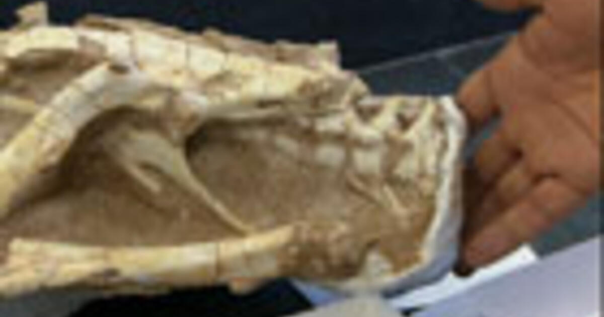 Preparing Dinosaur Fossils | AMNH