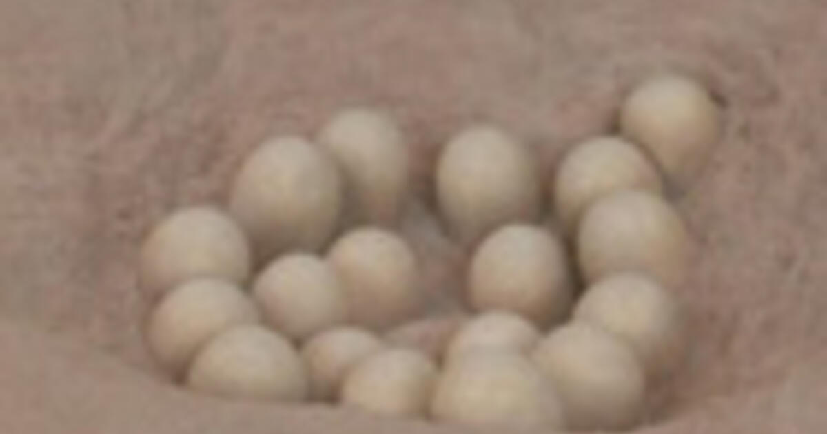 How did dinosaurs reproduce? | AMNH