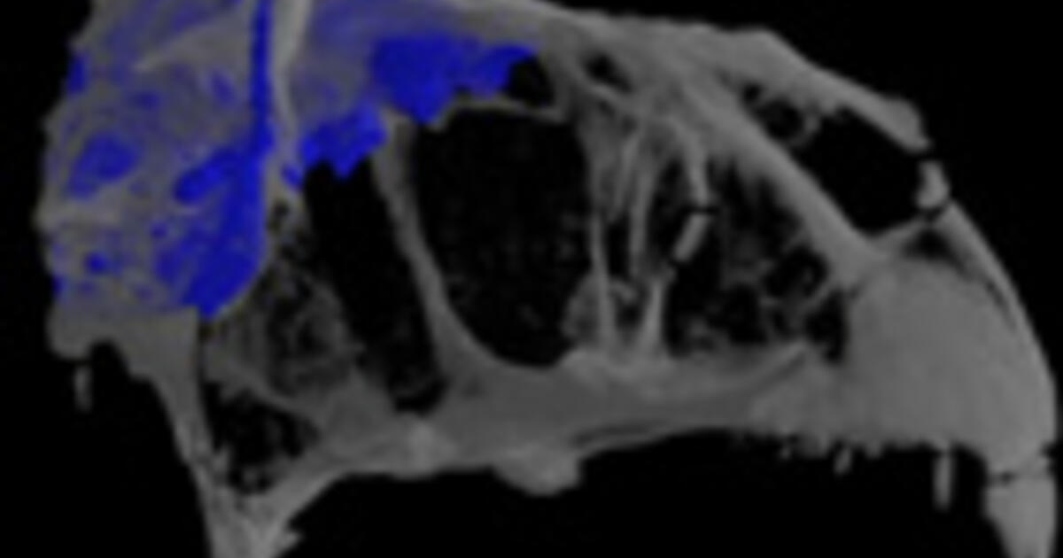 How intelligent were dinosaurs? | AMNH