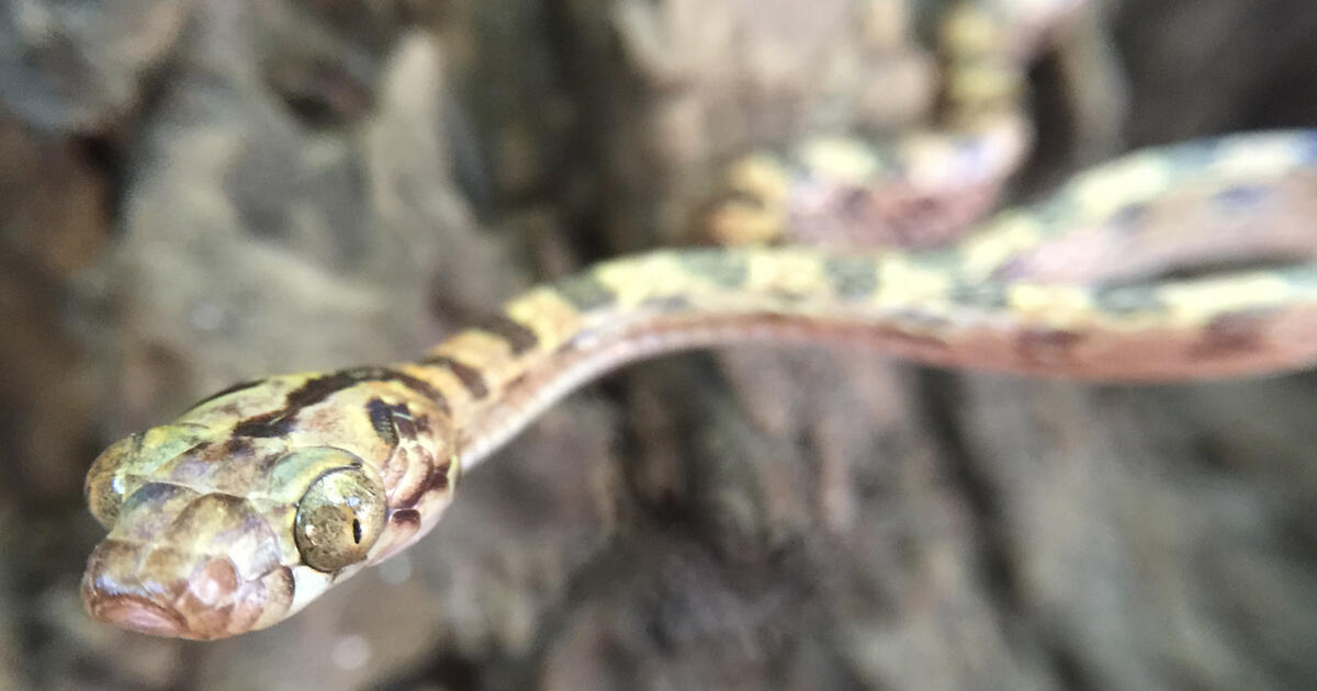 SciCafe: Snakes of Madagascar | AMNH