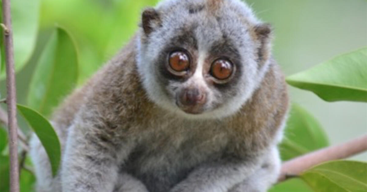 Slow Loris Eating Rice