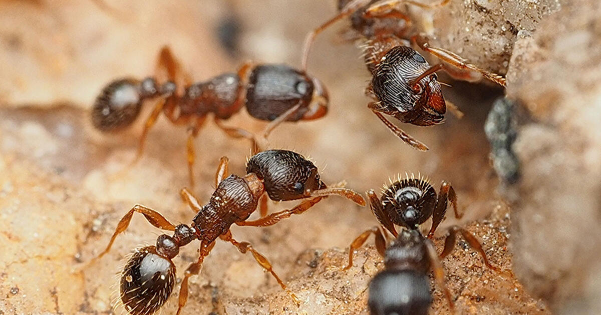 How Ants Clean Up Our Food Waste and Make Cities Healthier | AMNH