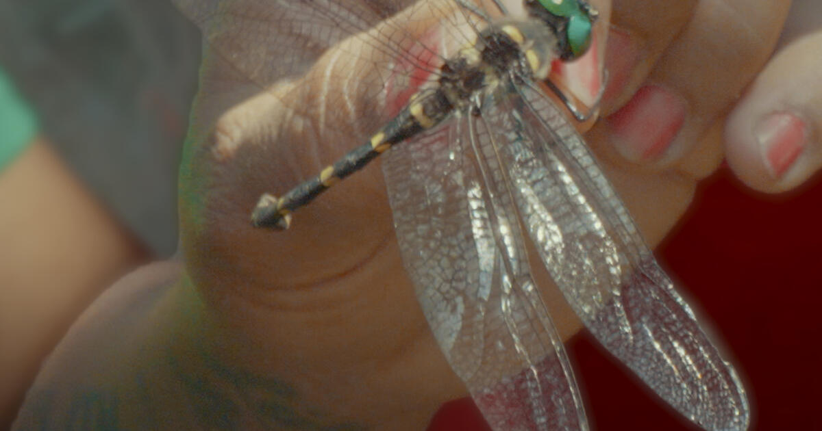 Insectarium: Dragonflies | AMNH