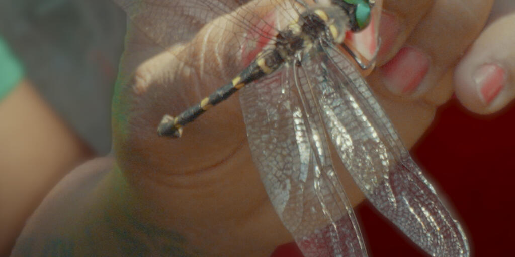 big dragonfly