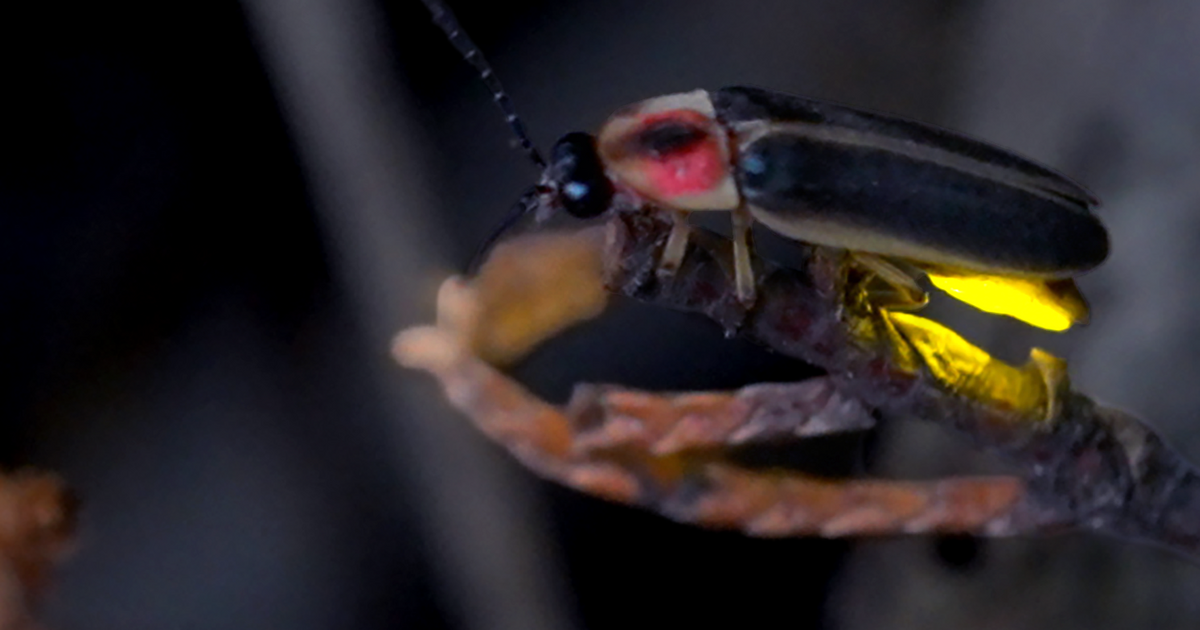 Insectarium Fireflies | American Museum of Natural History