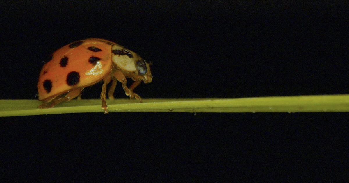 Insectarium: Ladybugs | AMNH