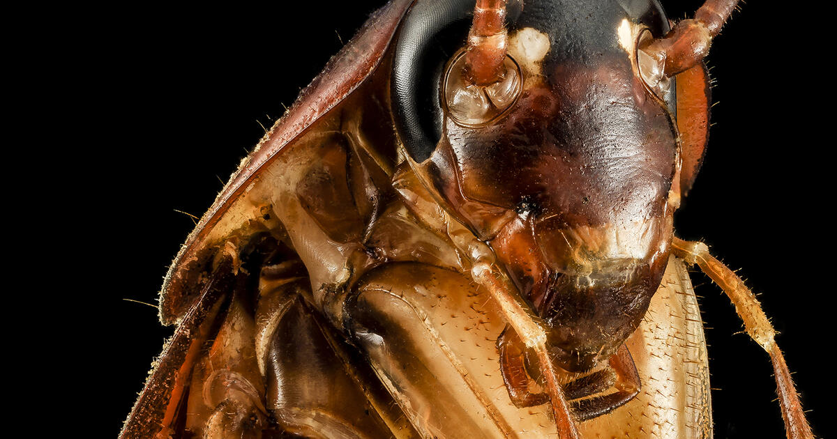 Cockroach Diversity - What They Contribute to Ecosystems | AMNH