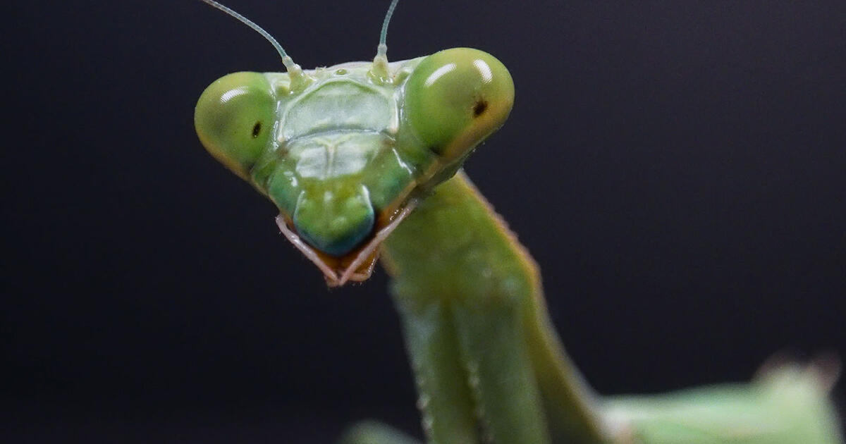 How Mantises Became Nature’s Strangest Assassins | AMNH