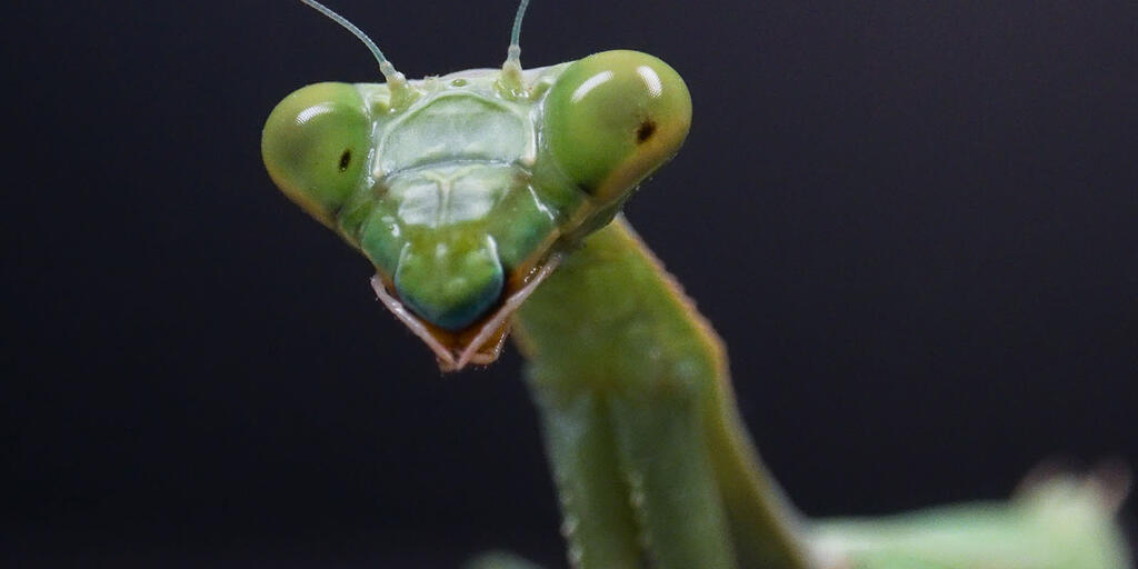 how to make mantis antenna