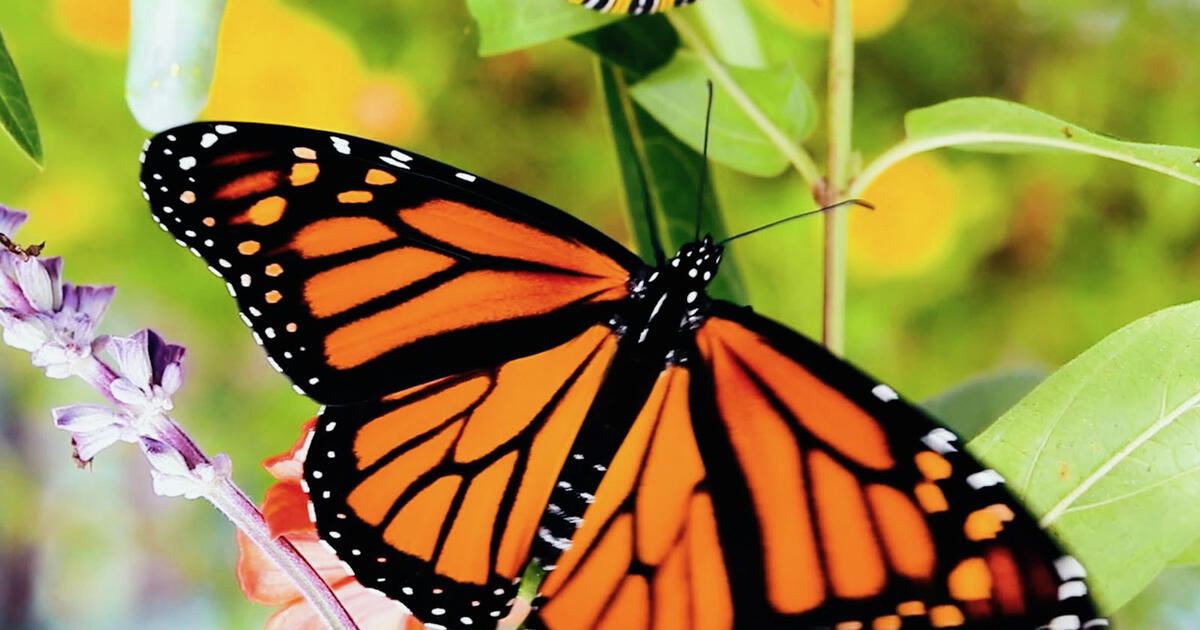 Why Are Monarch Butterflies Disappearing? | AMNH