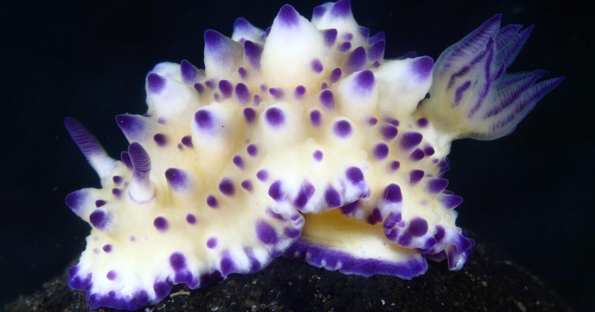 Video: What the Heck Is a Nudibranch? | AMNH