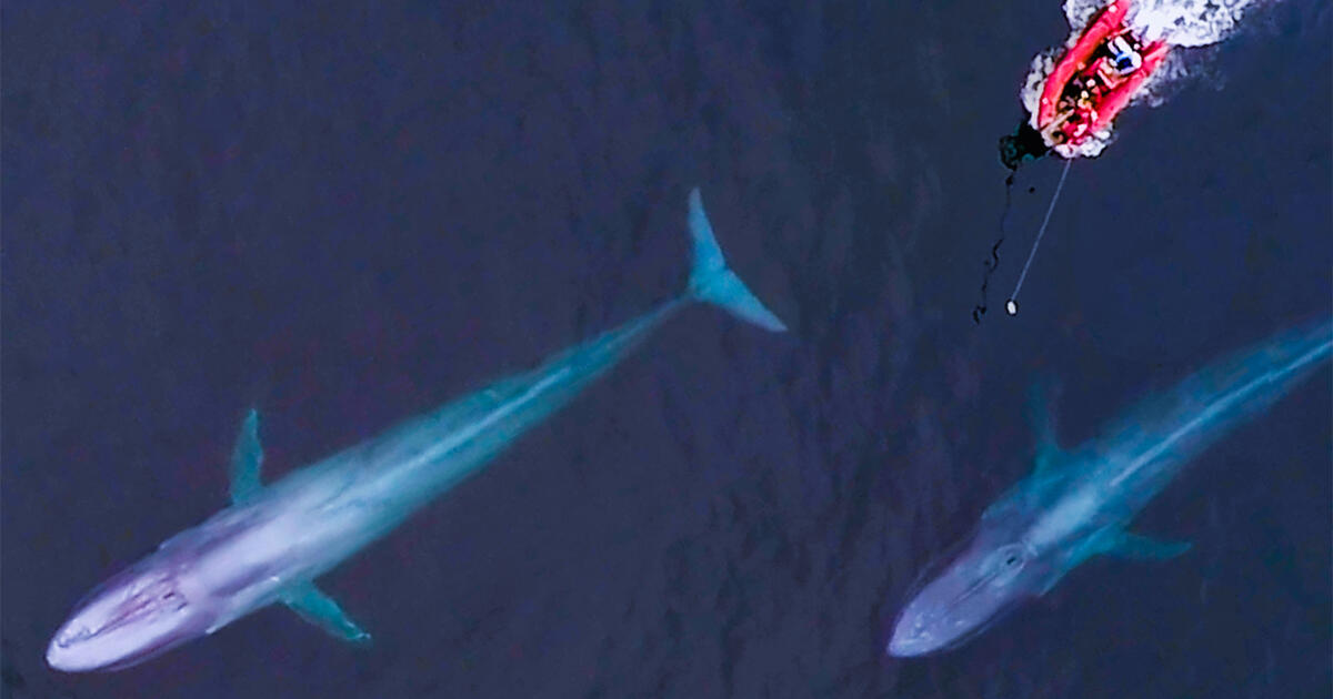 Technology Reveals Secret Life of Blue Whales | AMNH