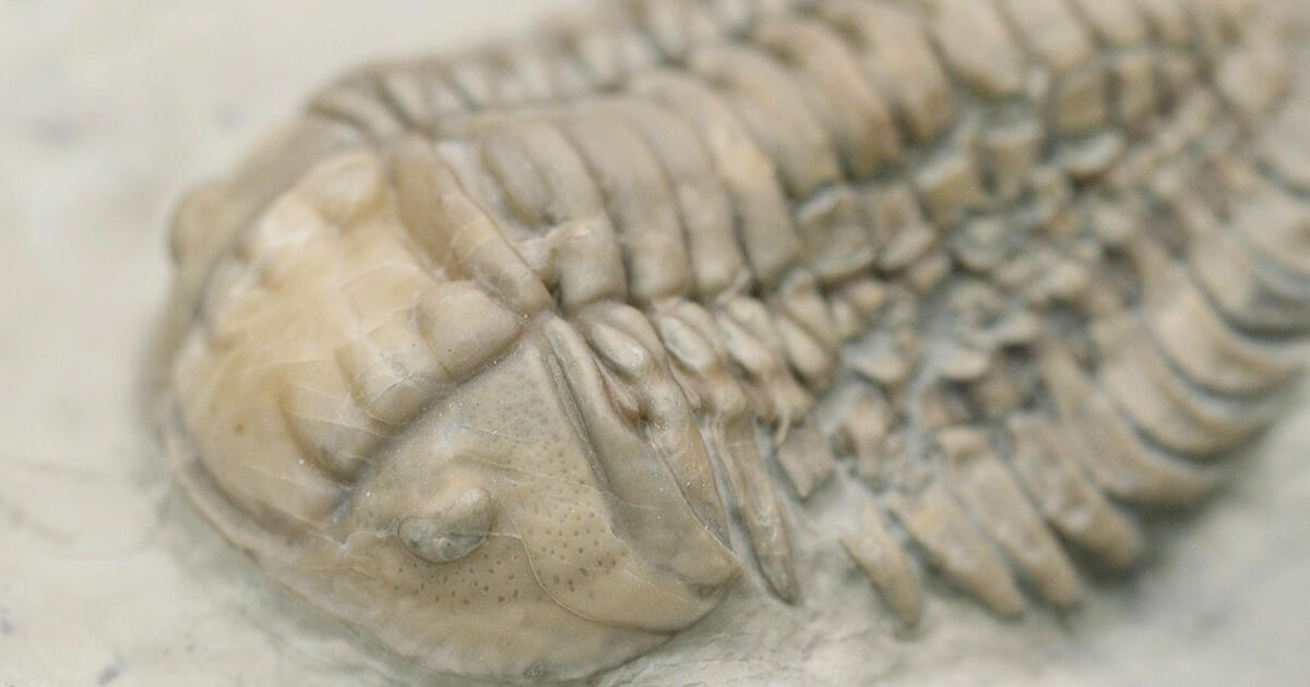 Video: Finding Trilobites on Anticosti Island | AMNH