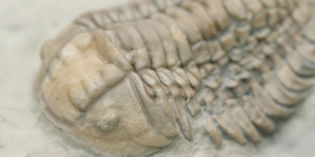 Trilobite Found Alive