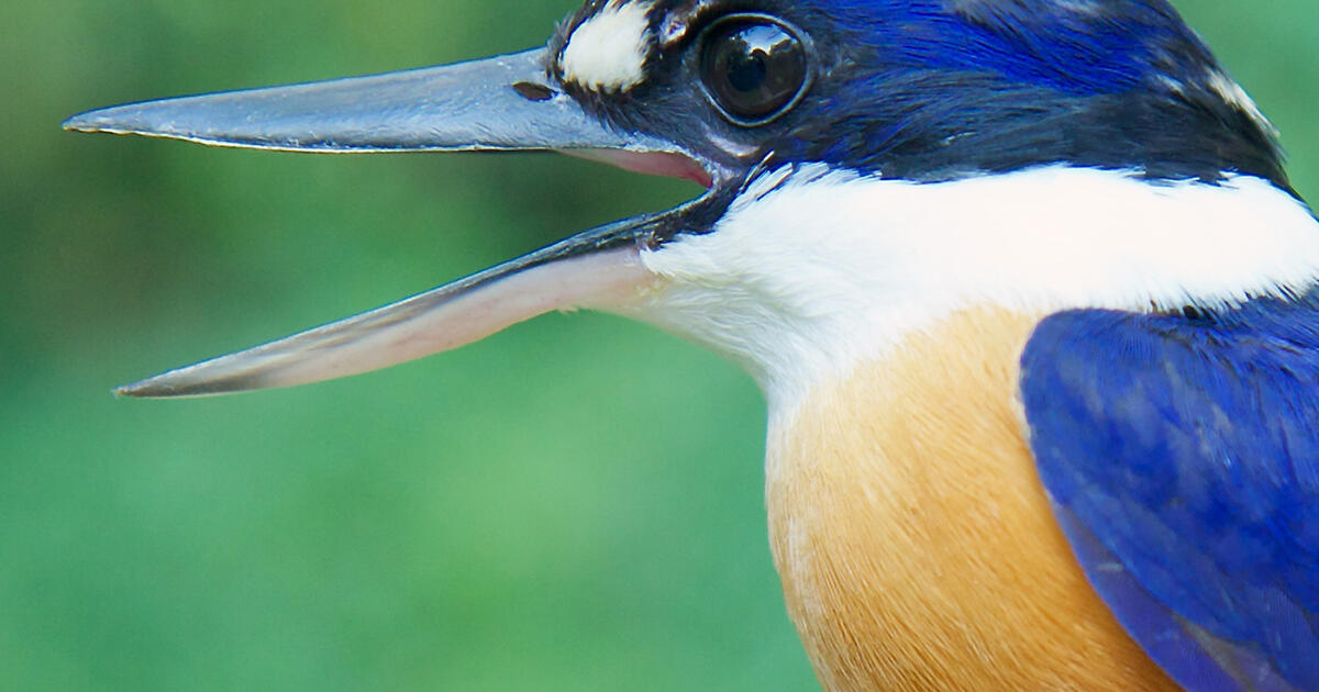 Surveying Tropical Birds in Vanuatu | AMNH