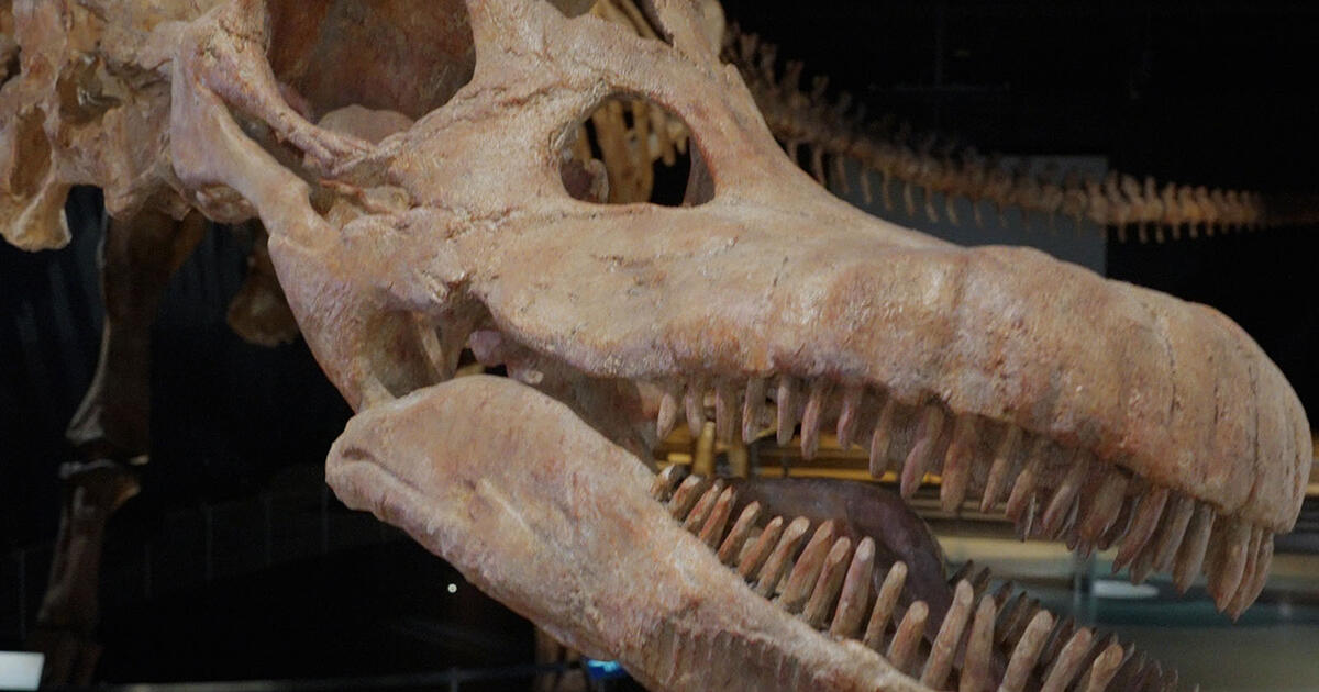 What is a fossil? | American Museum of Natural History