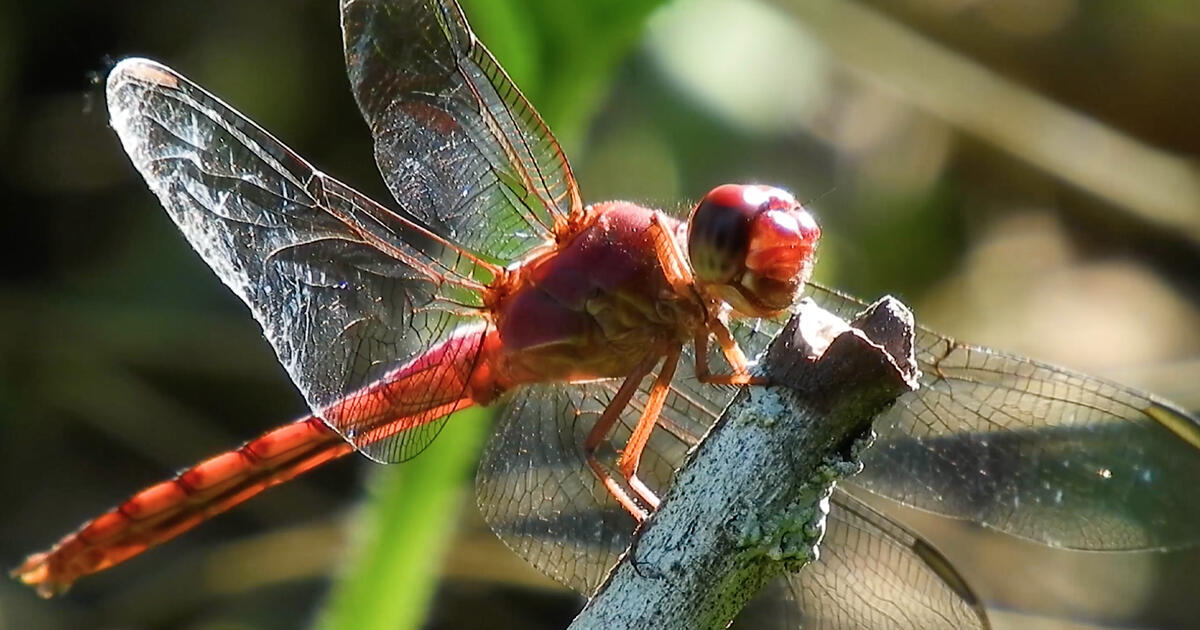 Video: Studying Dragonflies with Jessica Ware | AMNH