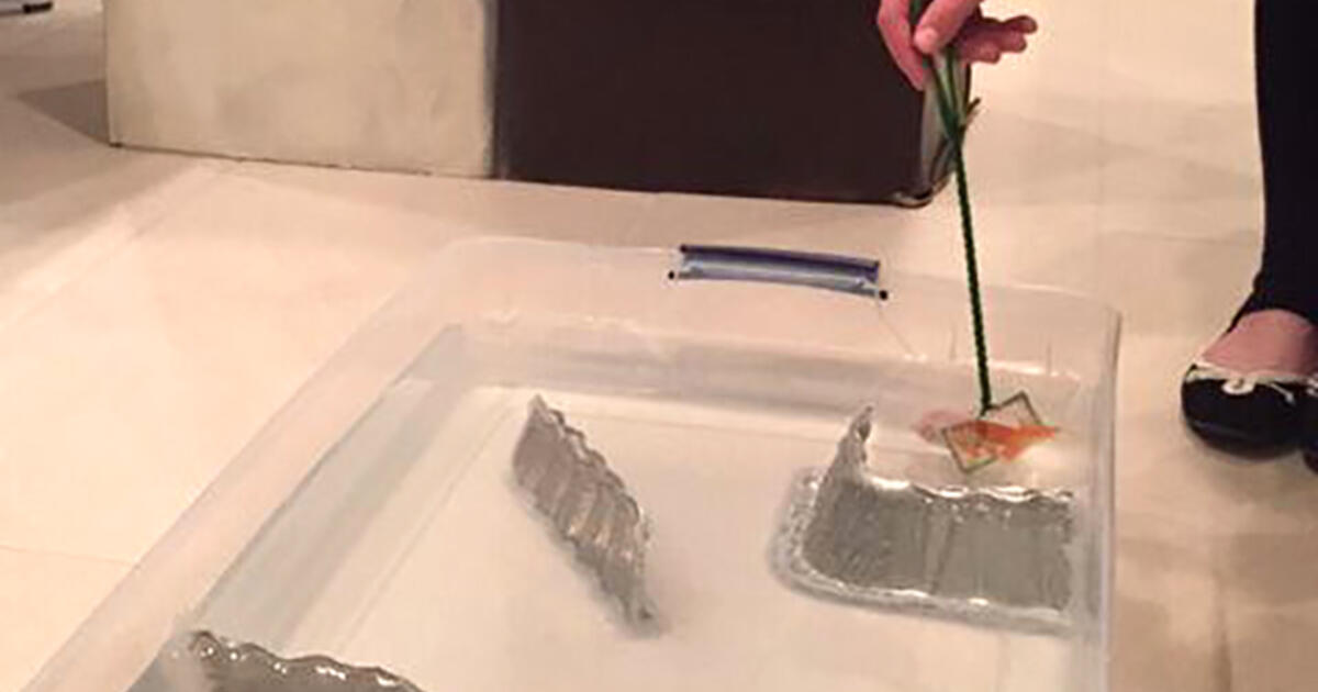 Goldfish as a Model for Understanding Learning and Memory: More Complex ...