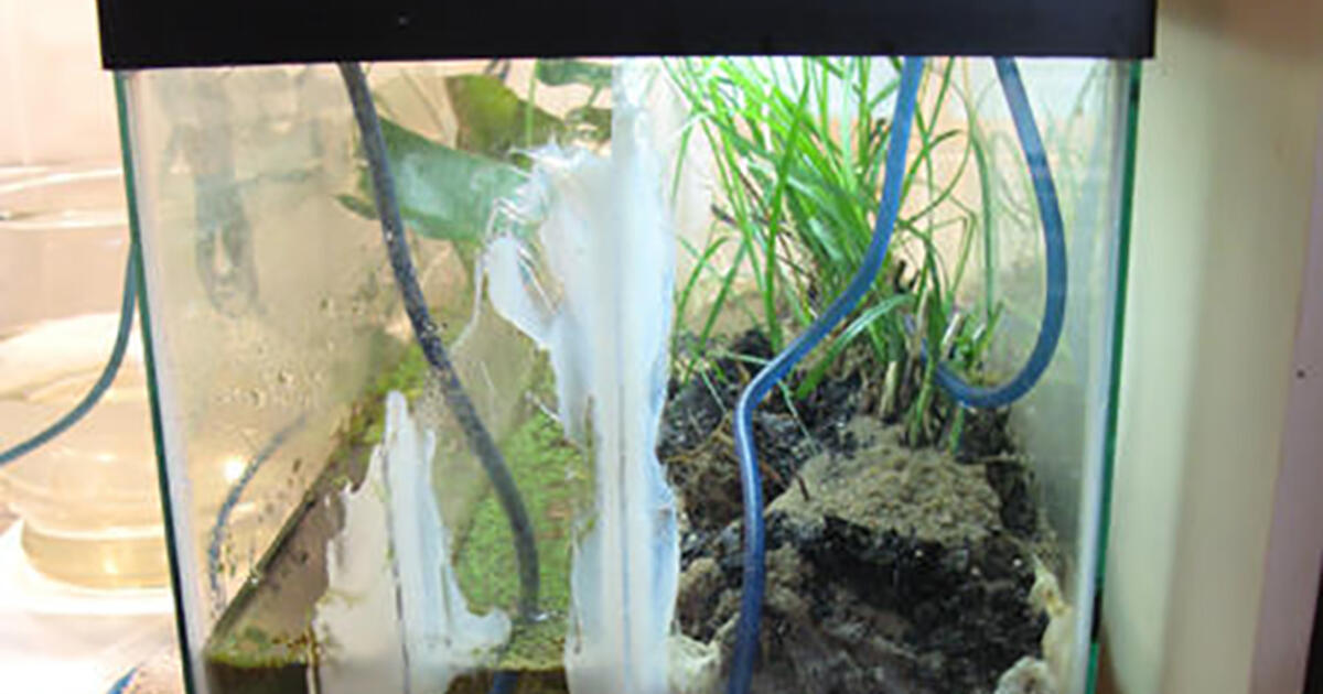 Using Plant-Based Biofilters to Purify Household Wastewater | AMNH